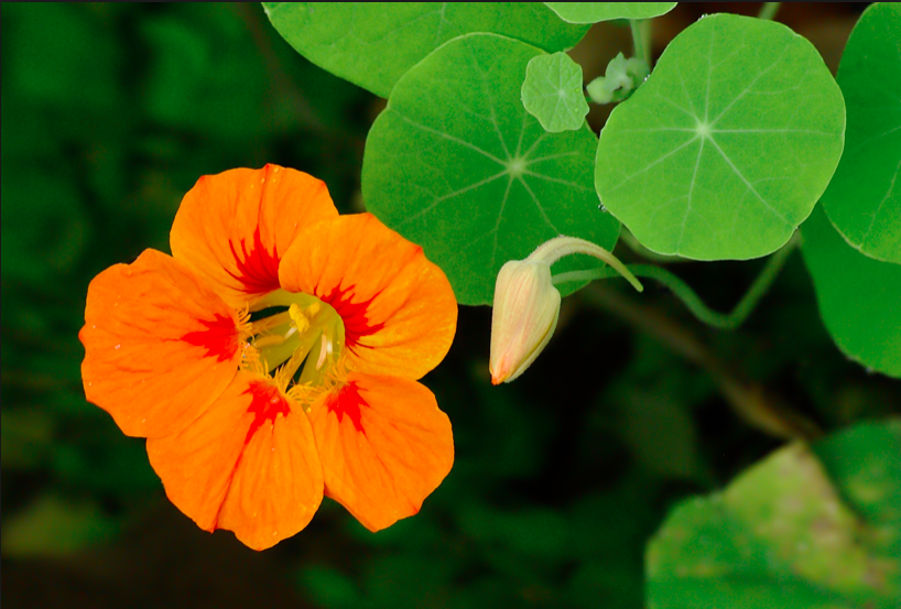 Velouté de feuilles de capucine – Les Jardins de Prospérine